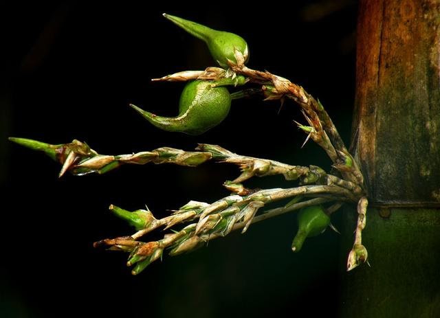 Hoa tre và trái tre - DƯỢC LIỆU AN VIỆT