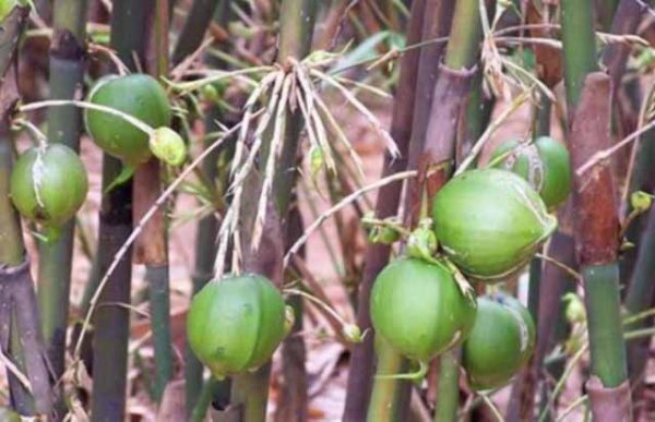 Hoa Tre Và Trái Tre DƯỢc LiỆu An ViỆt